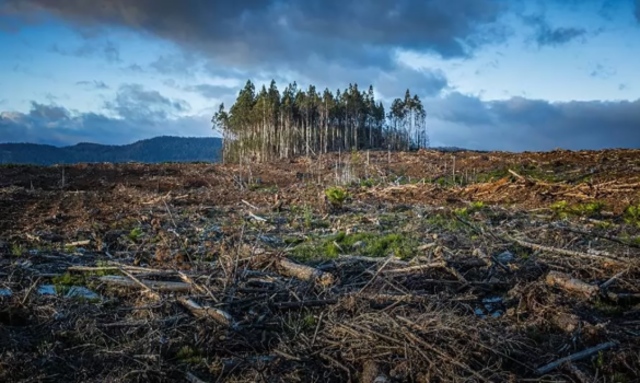 ¿Cómo adoptar un modelo de Economía Circular? - Rumbo Económico